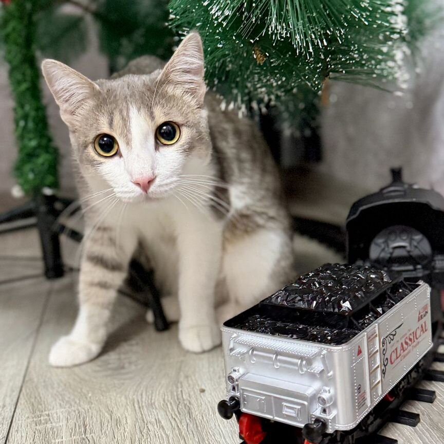 Котёнок в добрые руки