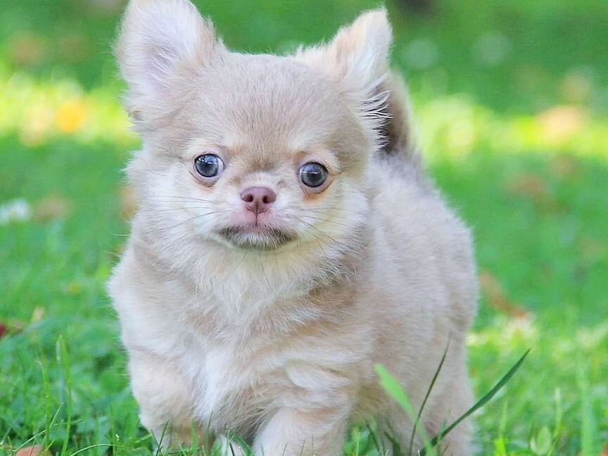 Чихуахуа кукольный маленький мальчик