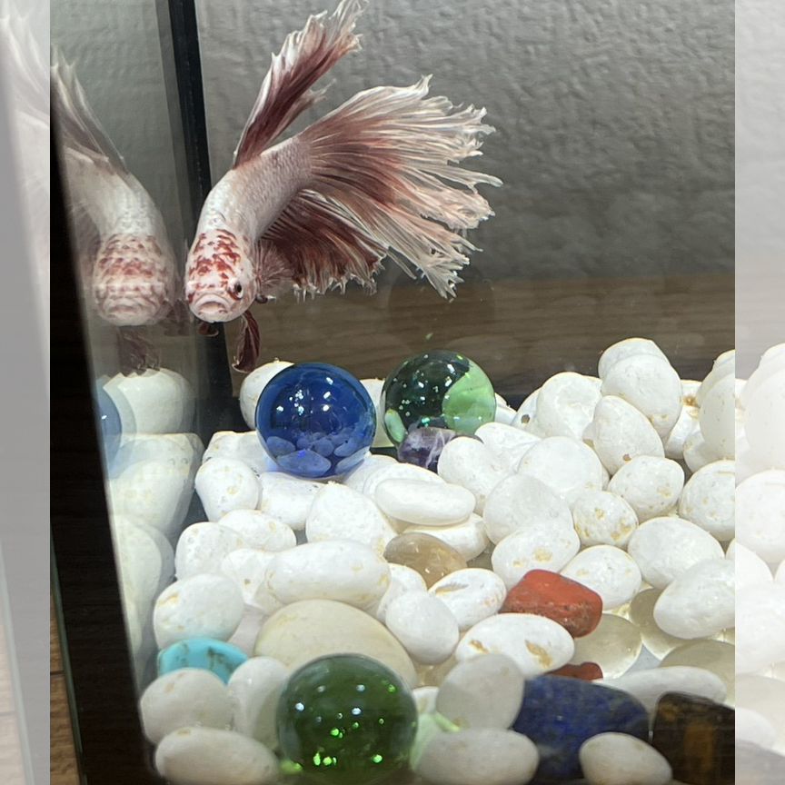 Рыбка петушок с аквариумом