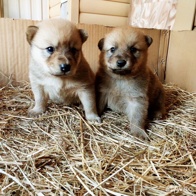 Финский шпиц / Карело-финская лайка