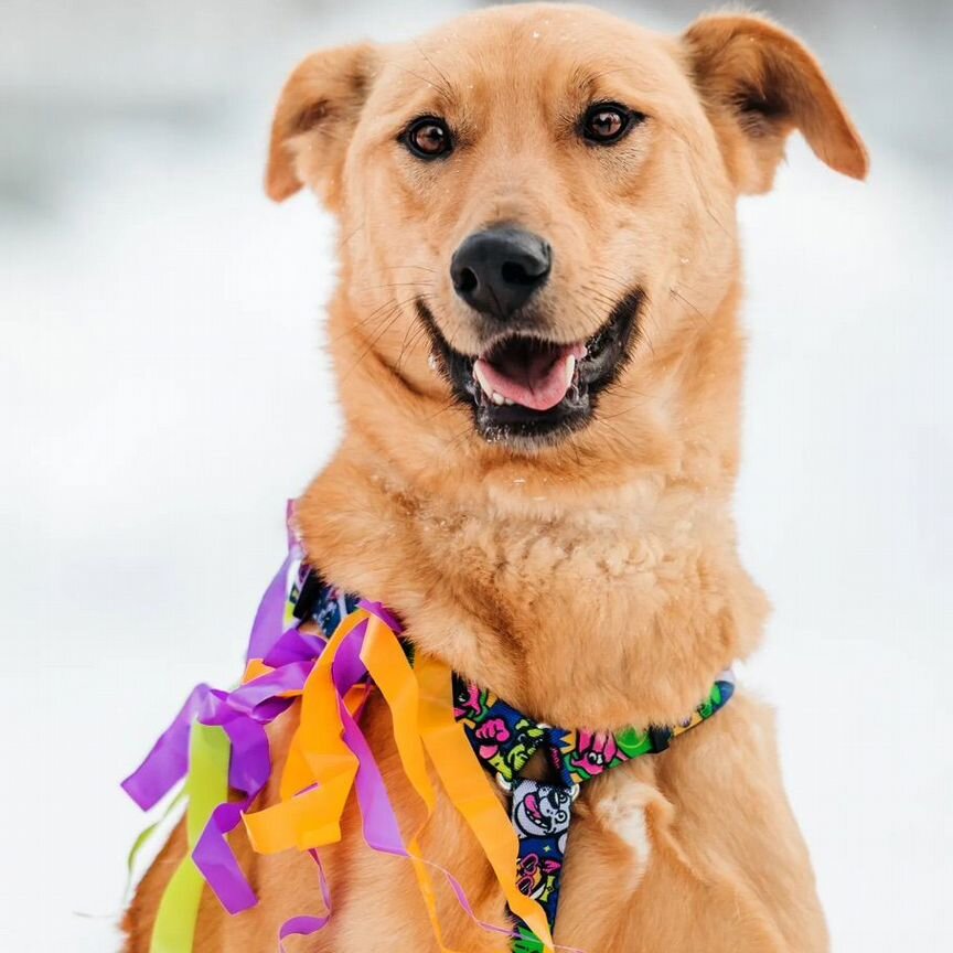 Взрослый пёс в добрые руки