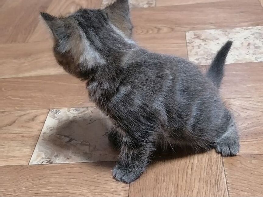 Бенгальские малыши