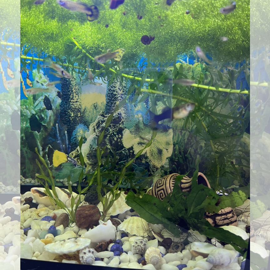 Рыбки гуппи