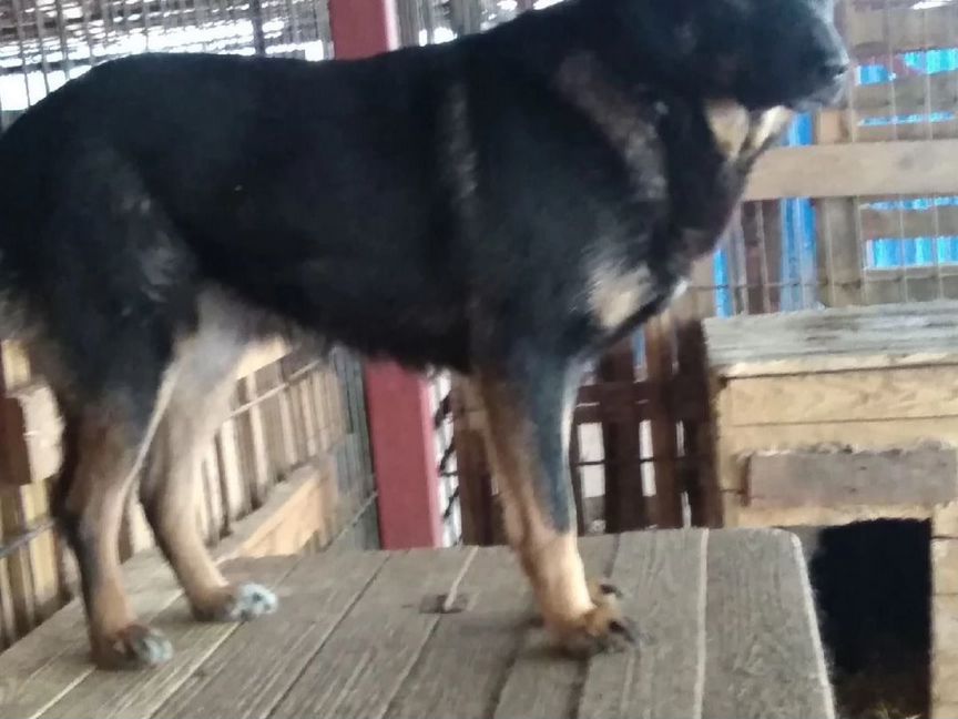 Собака по имени Лиля ищет дом