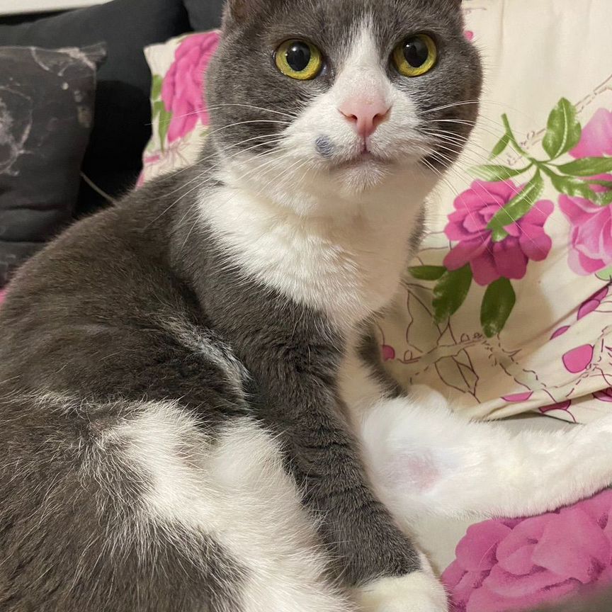 Кошечка давно не может обрести семью