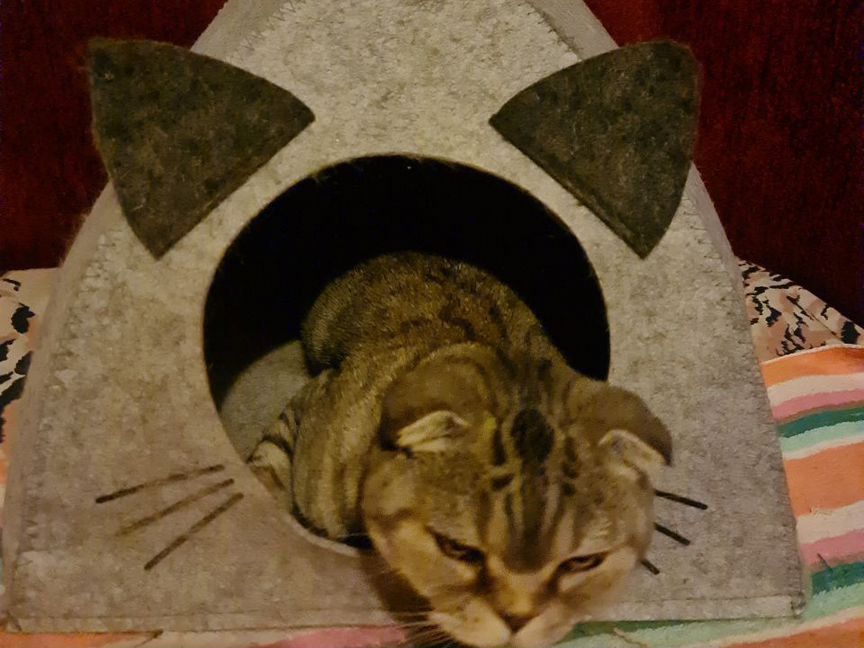 Домик для кошки