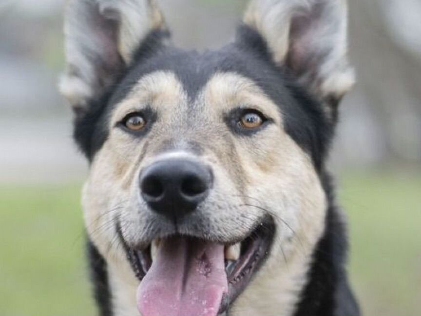 Подросток 8 мес. ищет дом