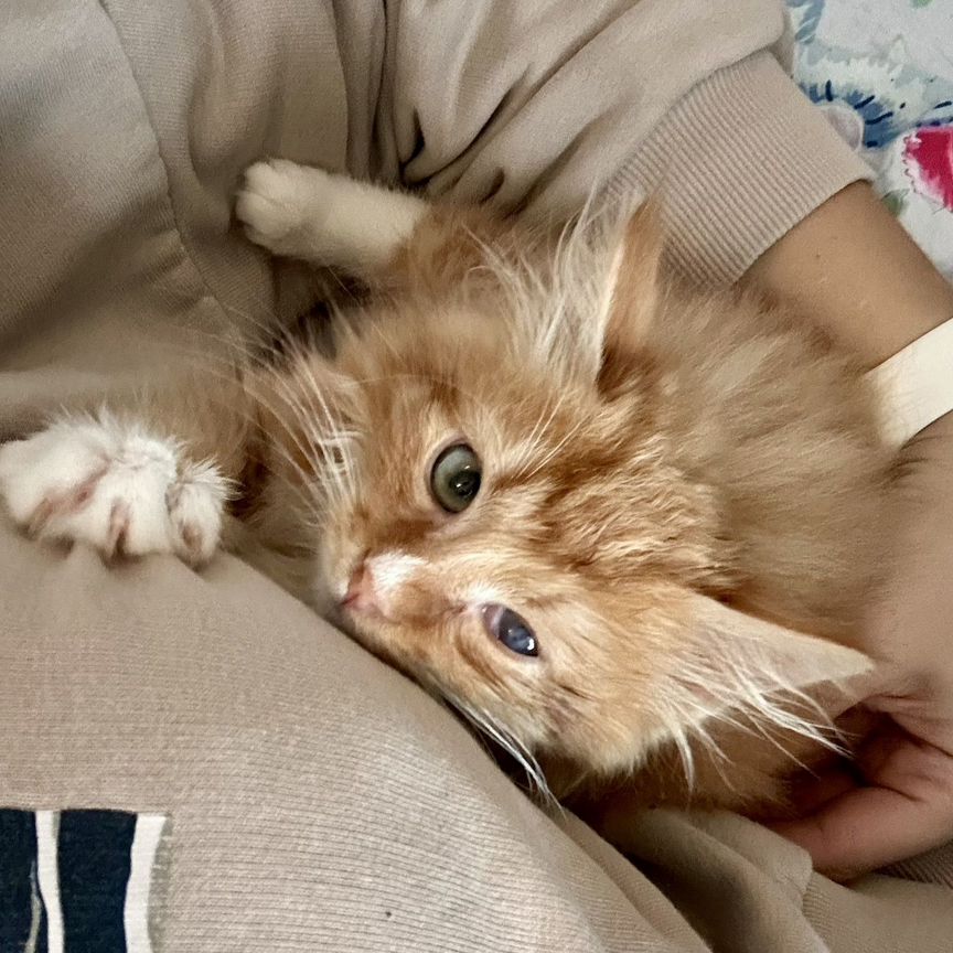 Рыжий котенок ищет семью