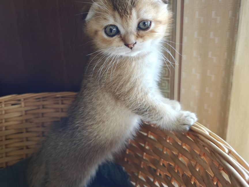 Шотландская