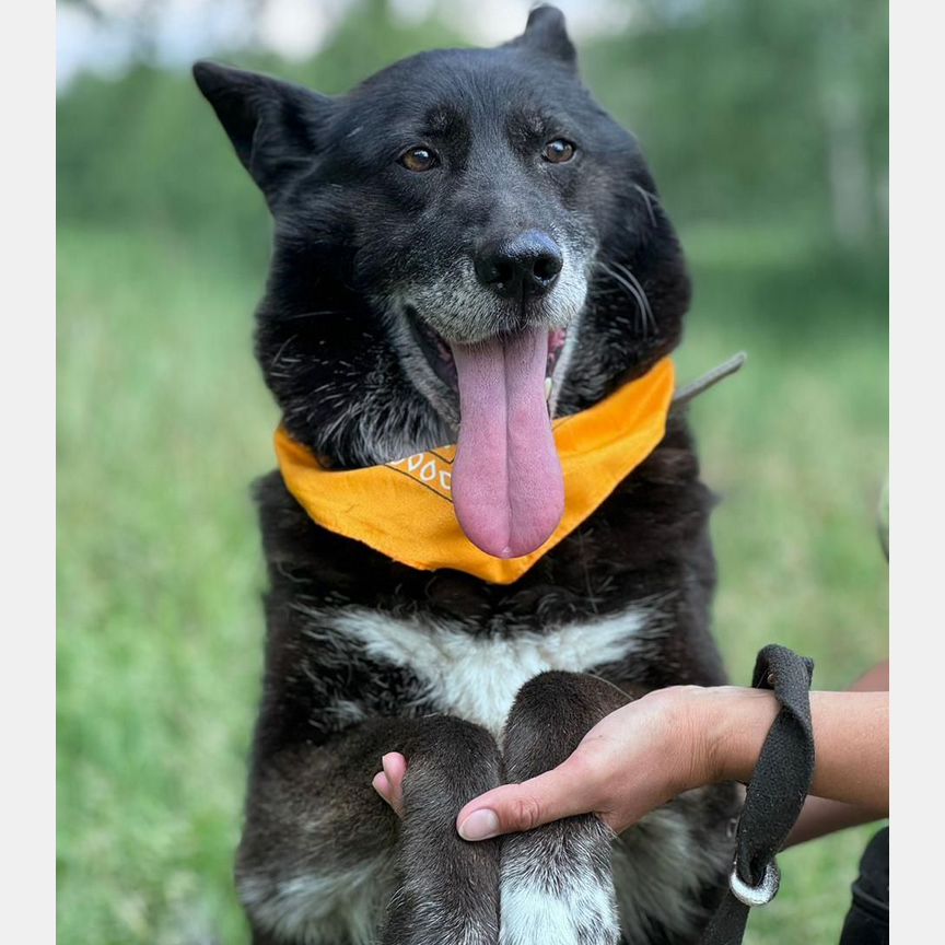 Красавица Наоми. Собака из приюта Некрасовка