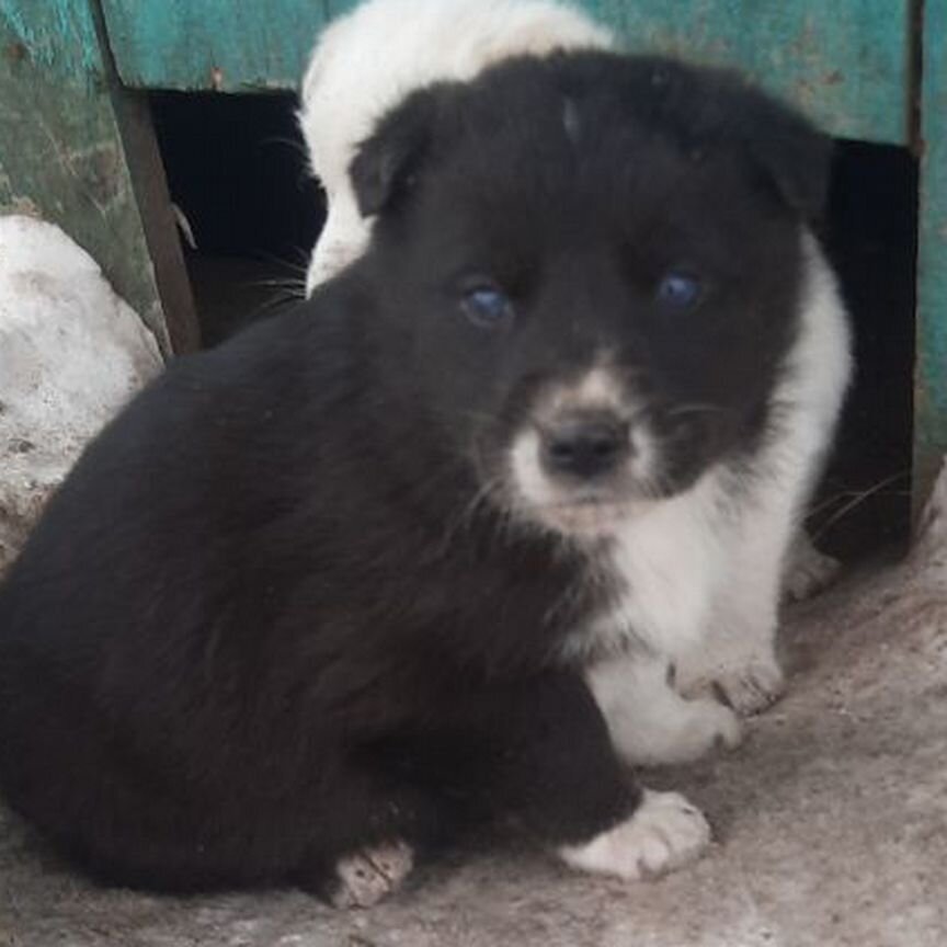 Щенок в добрые руки