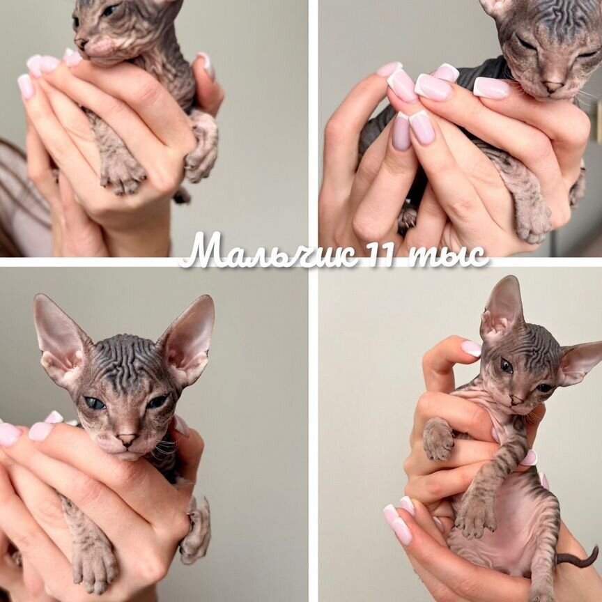 Донской сфинкс котёнок