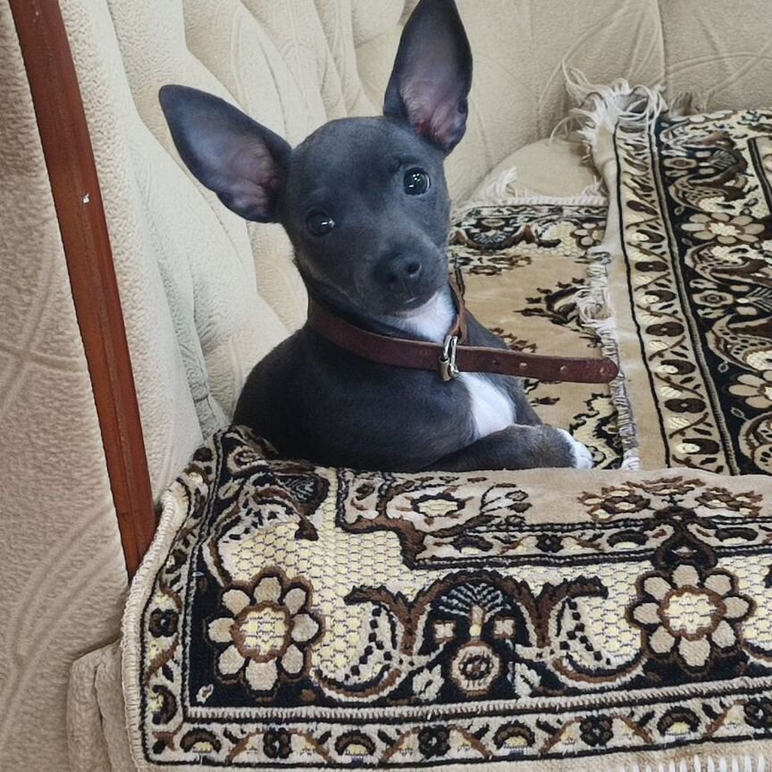 Русский той-терьер, щенок