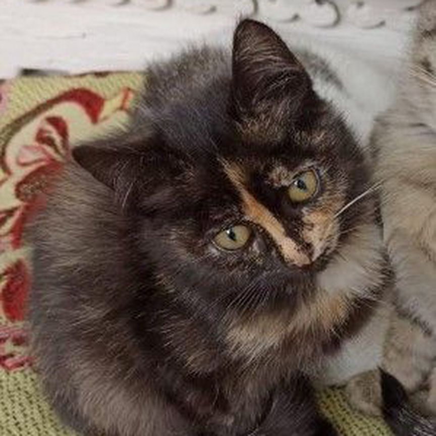 Кошечка в добрые руки