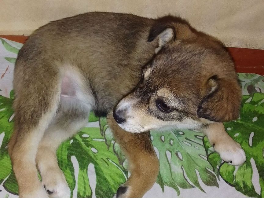 Домашняя собачка(девочка)