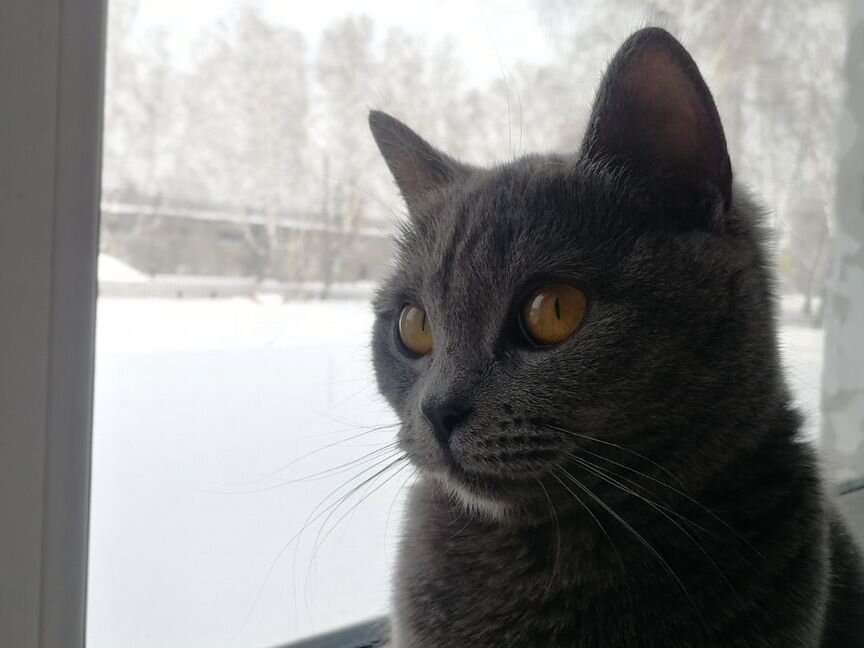 Кошка британка ищет опытного котика для вязки