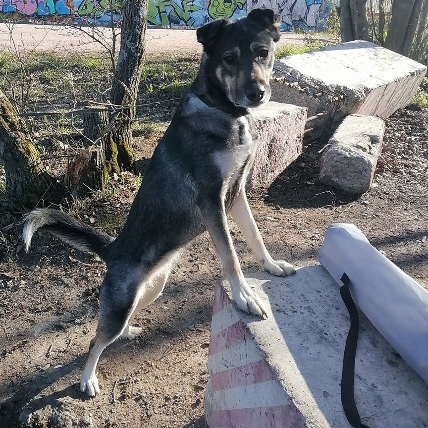 Взрослая собака в добрые руки