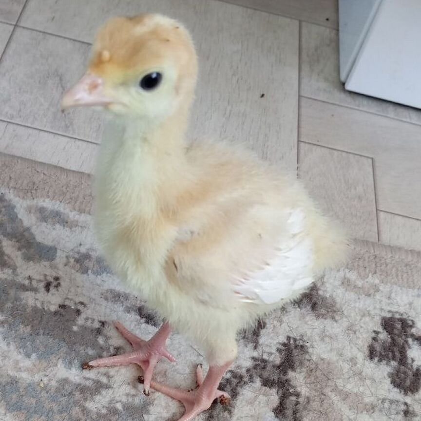 Индюшата Хайбрид конвертерРубин