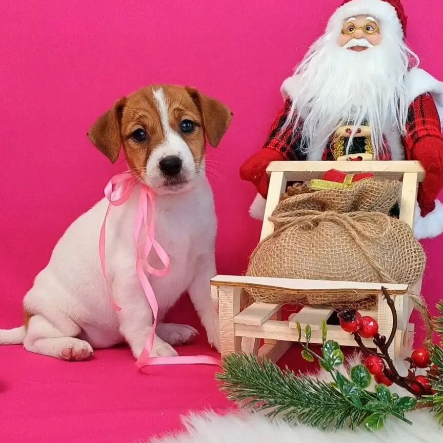 Джек-рассел-терьер, щенок