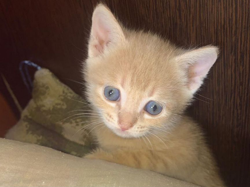 Кошка в дар бесплатно