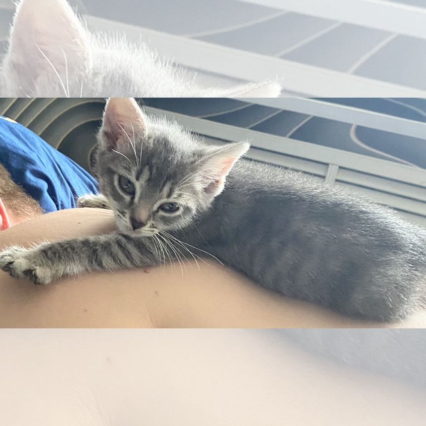 Котенок девочка в добрые руки