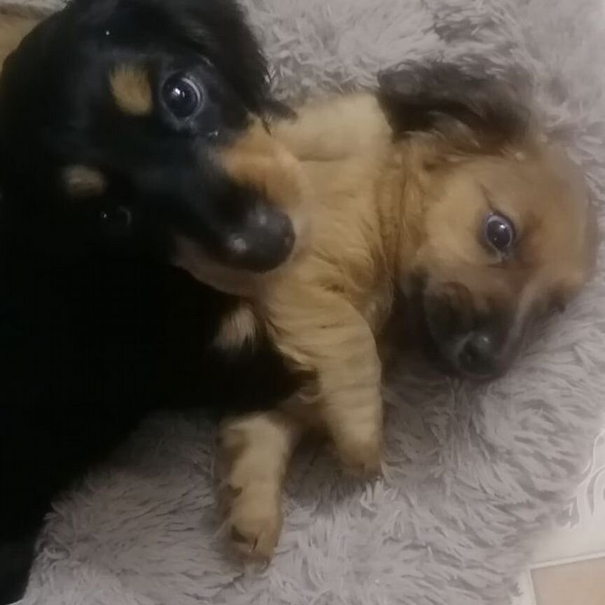 Такса гладкошерстная стандартная