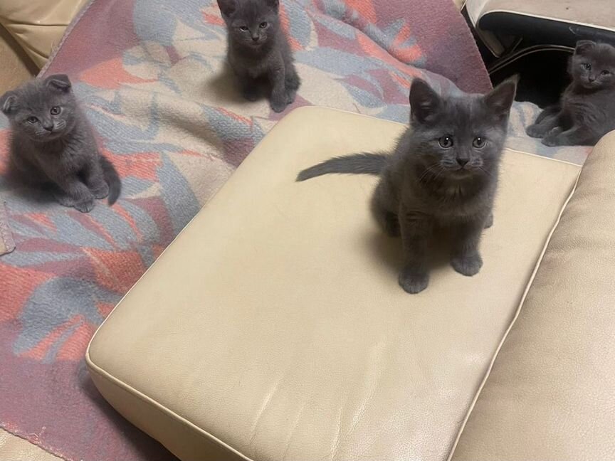Шотландские котята