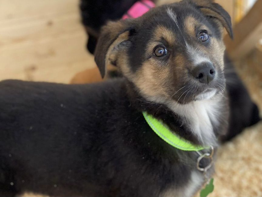 Щенок Грета, в поиске дома