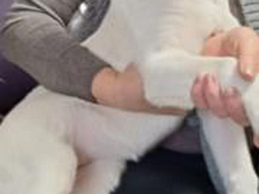 Щенок-подросток Лайки 5 месяцев