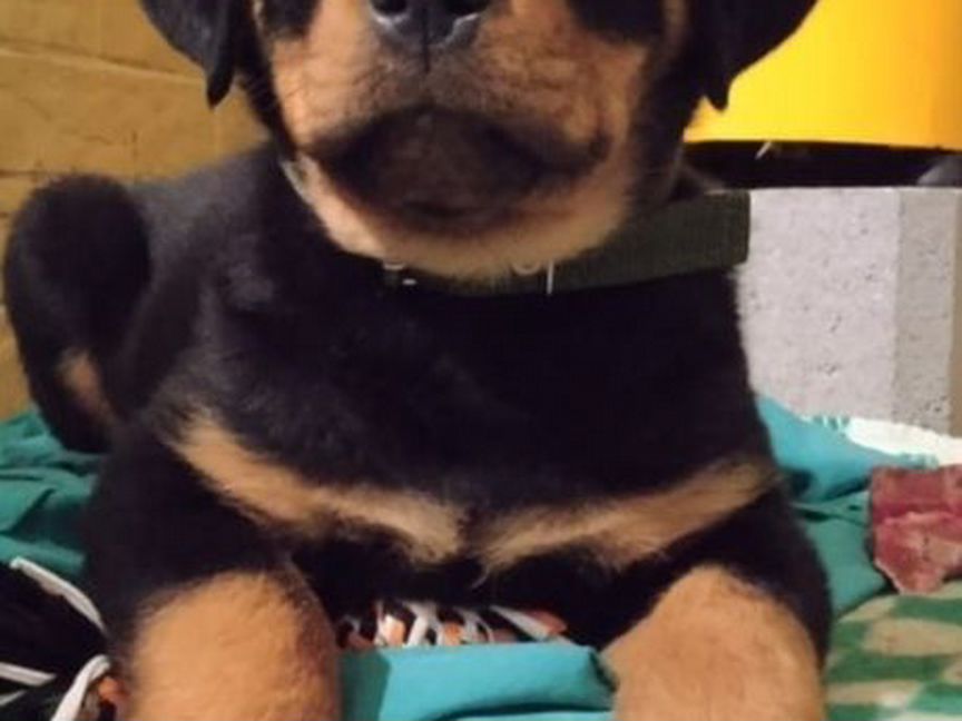 Ротвейлер щенки 15р