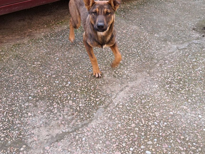 Собака в добрые руки отдам бесплатно