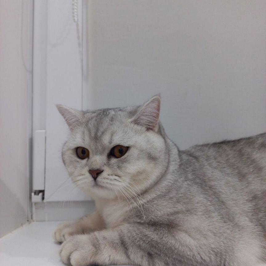 Шотландский кот отдам в хорошие руки