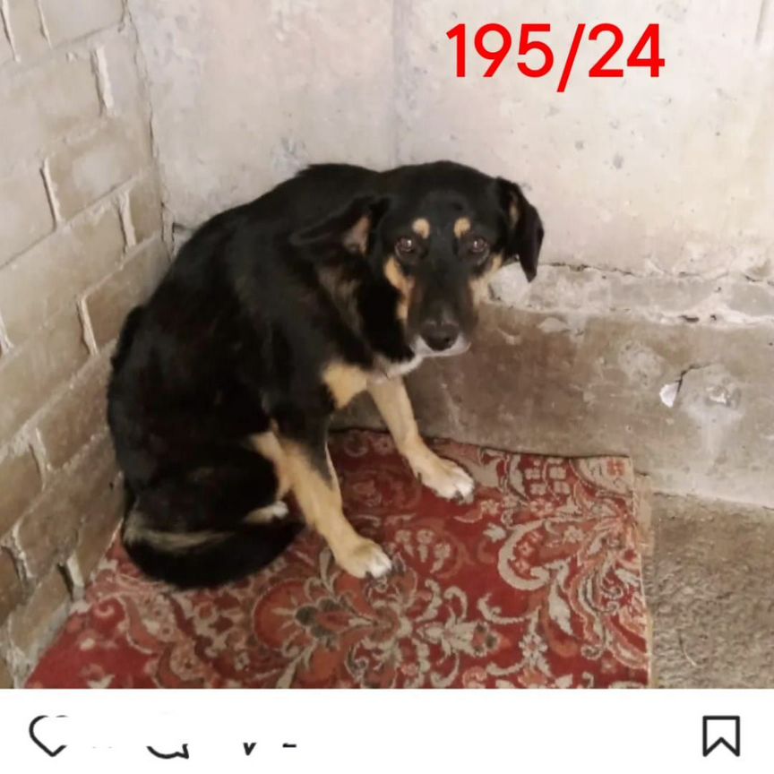 В добрын руки