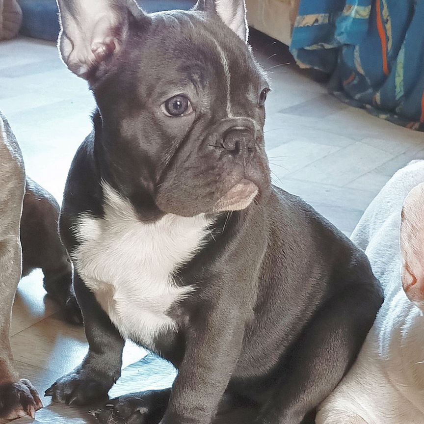 Французская булочка в голубом окрасе