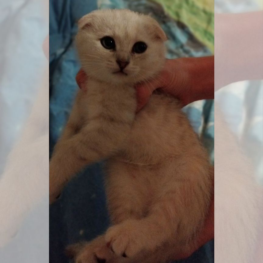 Шотландский вислоухий короткошёрстный котёнок
