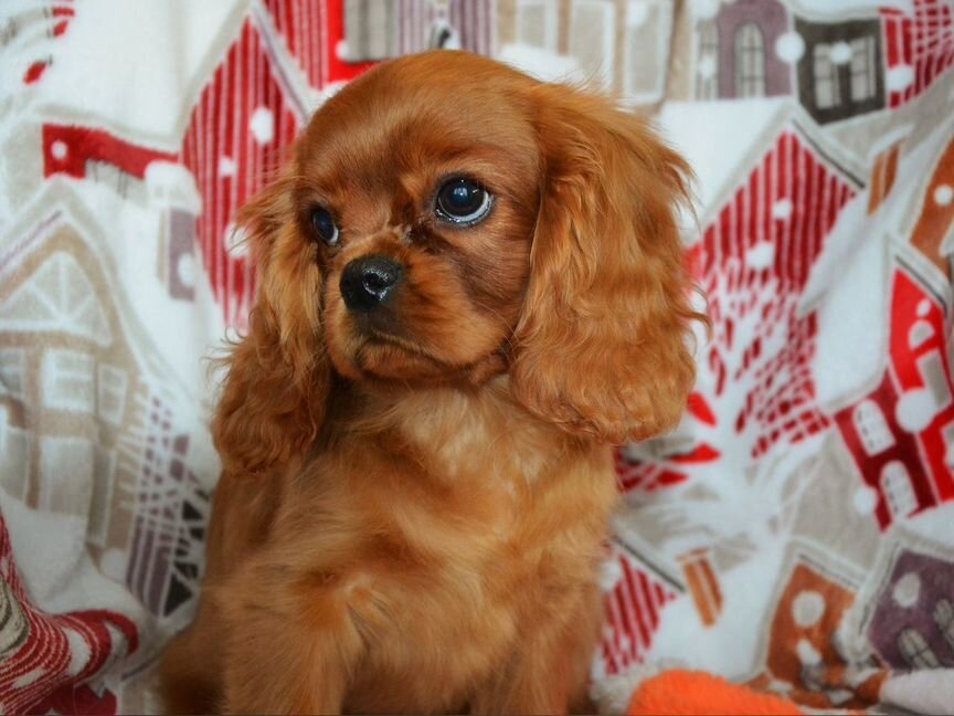 Щенок кавалер кинг чарльз спаниель