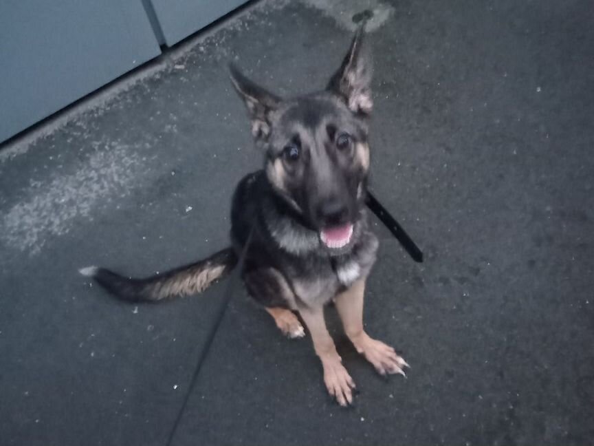 Собаки в добрые руки