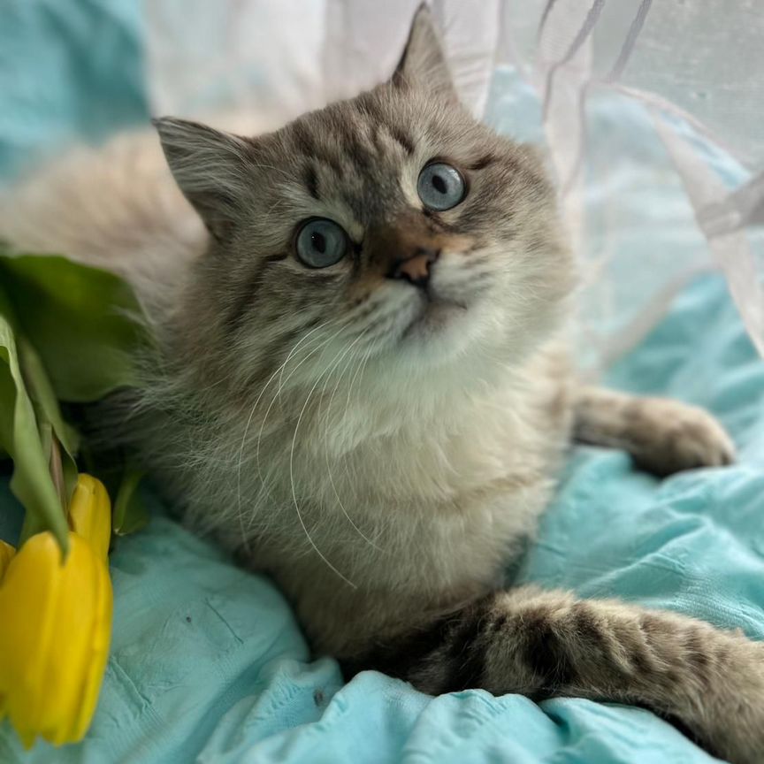 Кора пушистая кошка