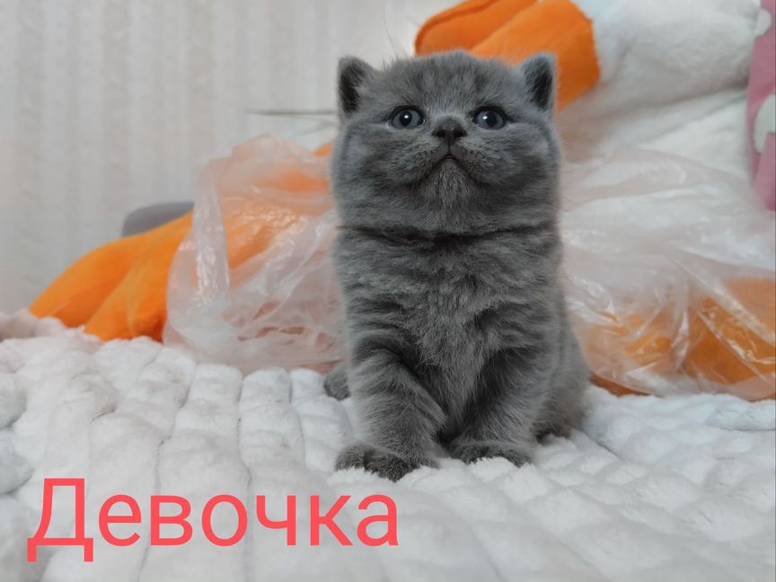 Шотландские котята