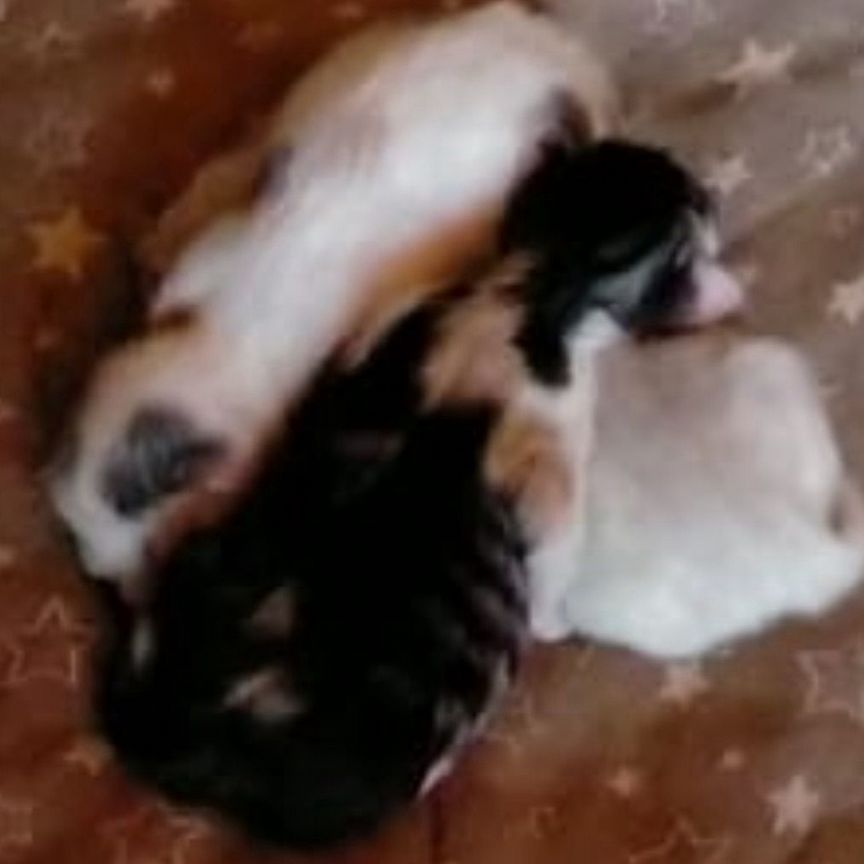 Новорожденные котята