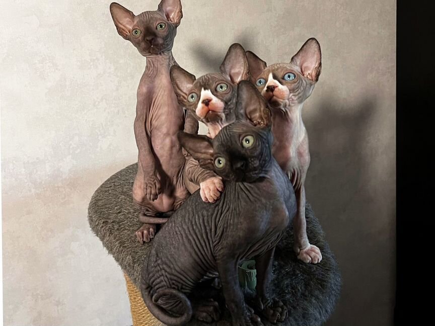 Котята канадского сфинкса "Ми-ми-мишная четвёрка"