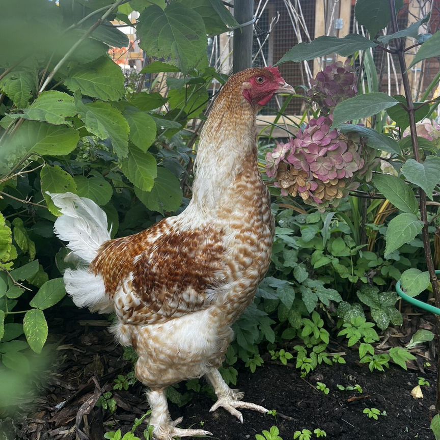 Петух молодой 50% Брама