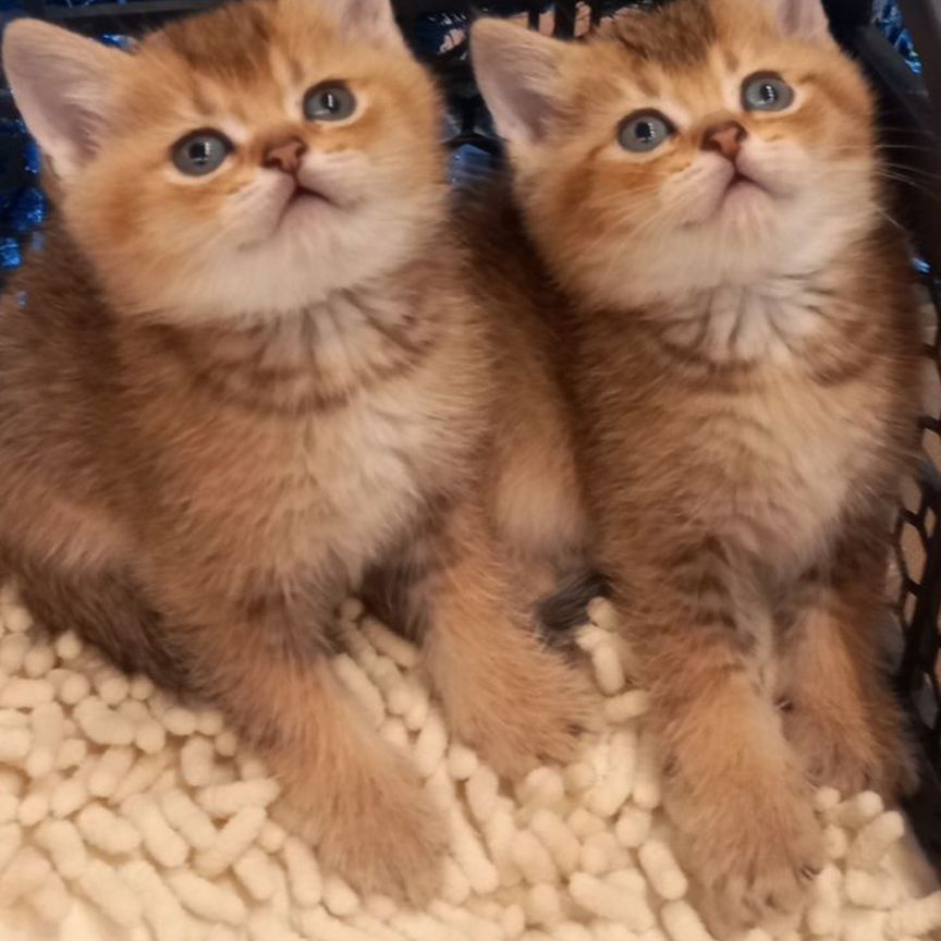 Шотландский вислоухий короткошёрстный котёнок