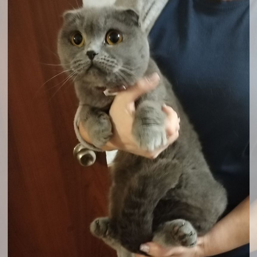 Шотландская вислоухая короткошёрстная, взрослая кошка