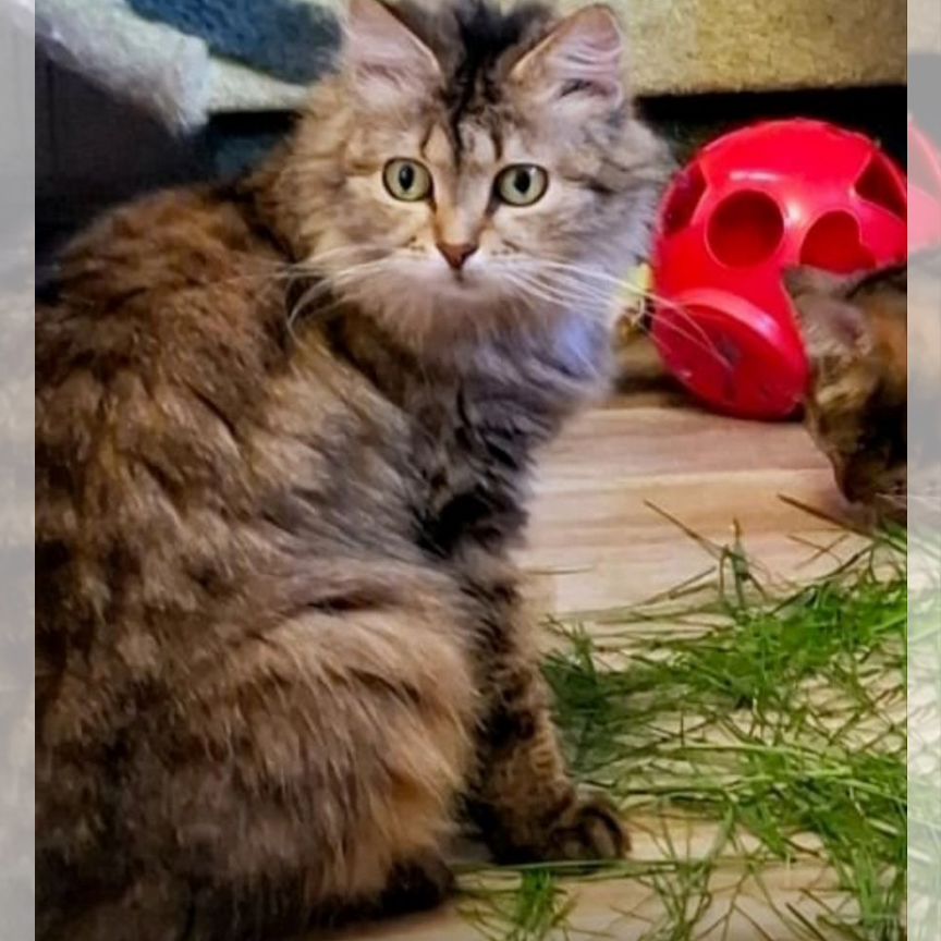 Кошечка в добрые руки