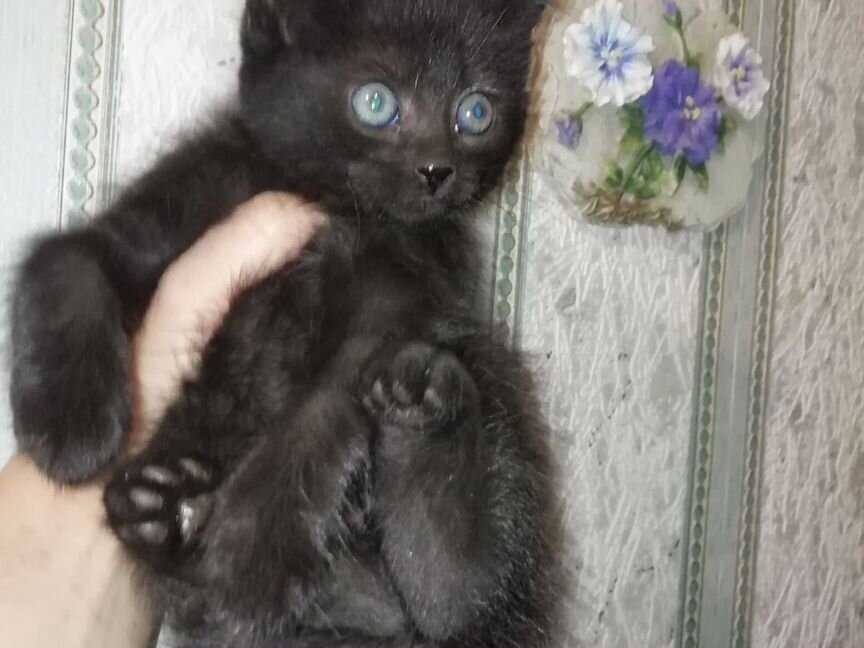 Котенок Ежевичка