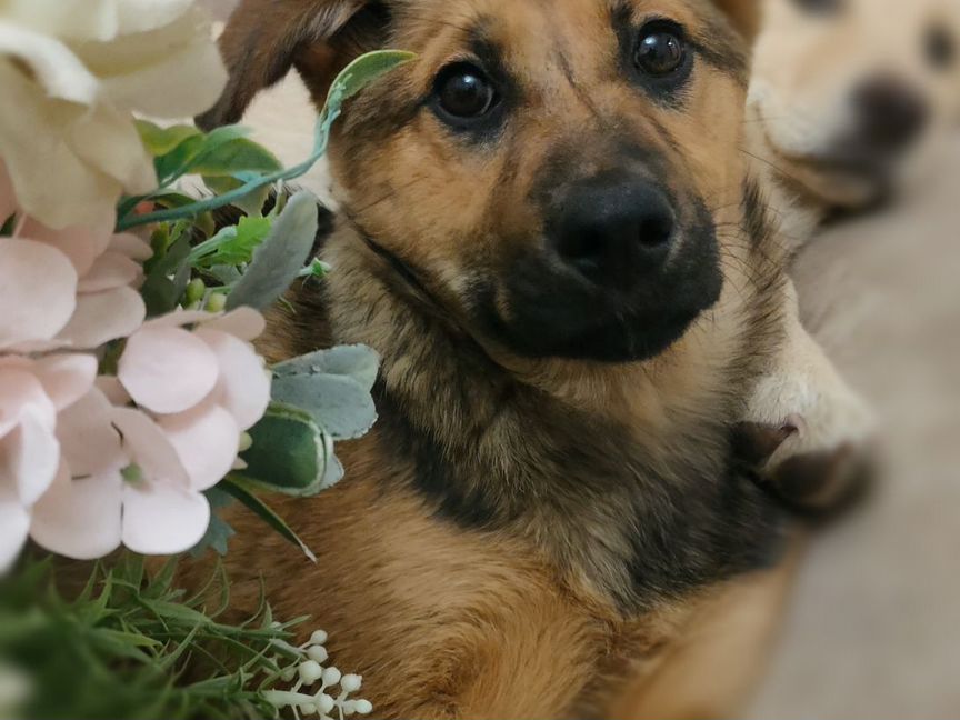 Щенок