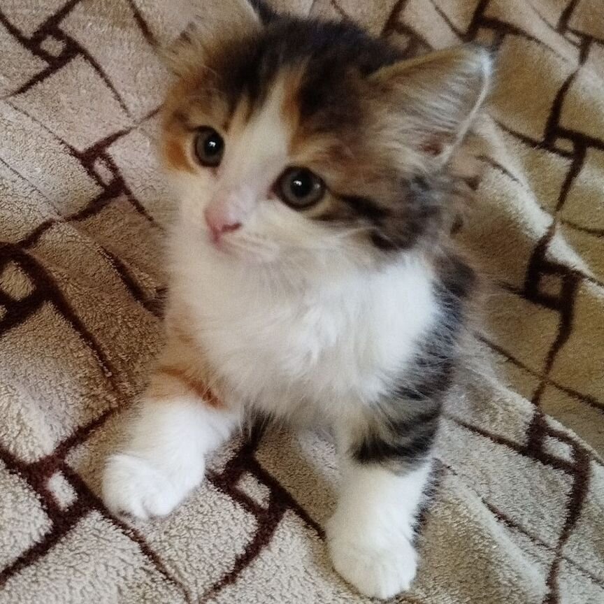 Шотландский прямоухий длинношёрстный котёнок