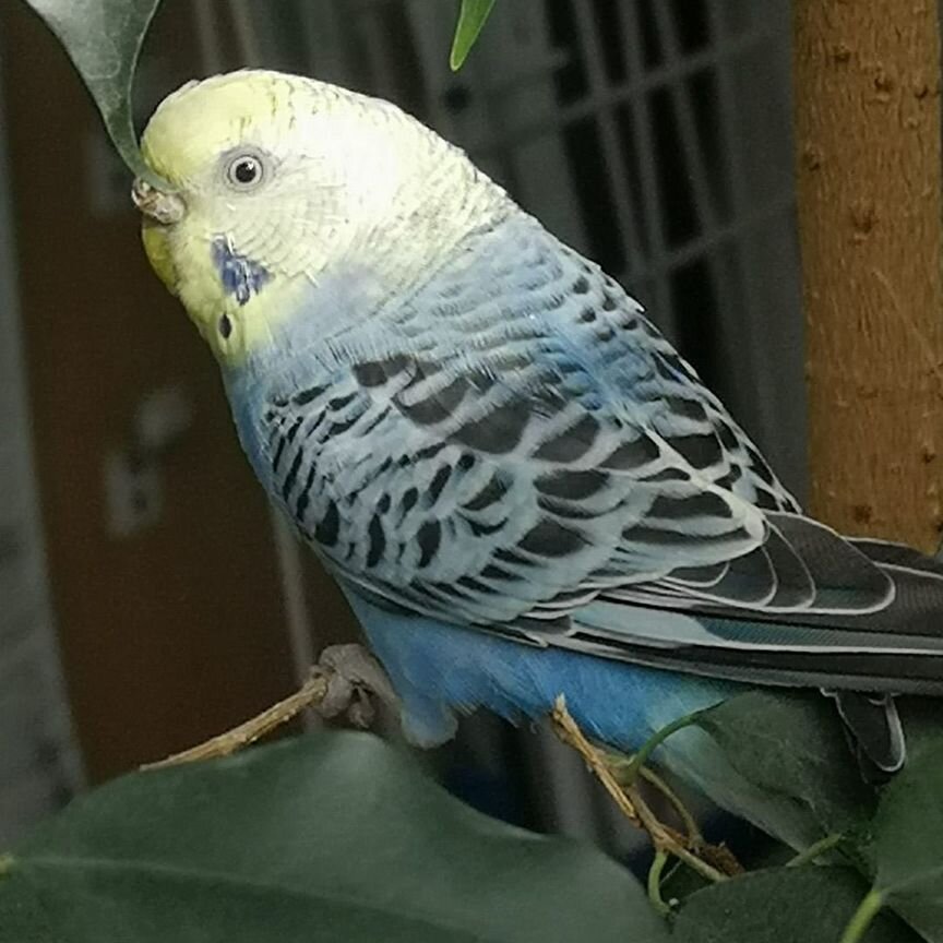 Найден волнистый попугай Пильная Первоуральск