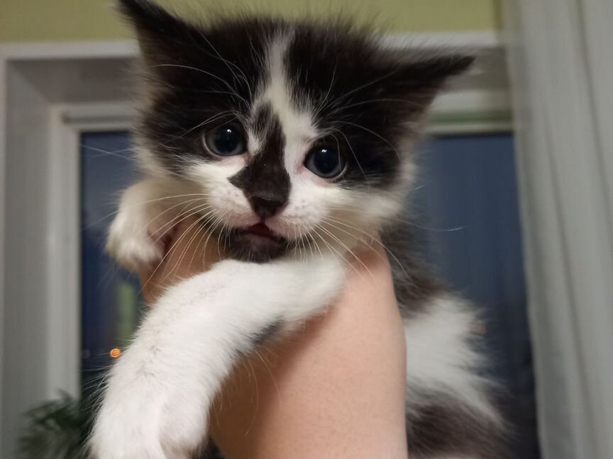 Котёнок в добрые руки